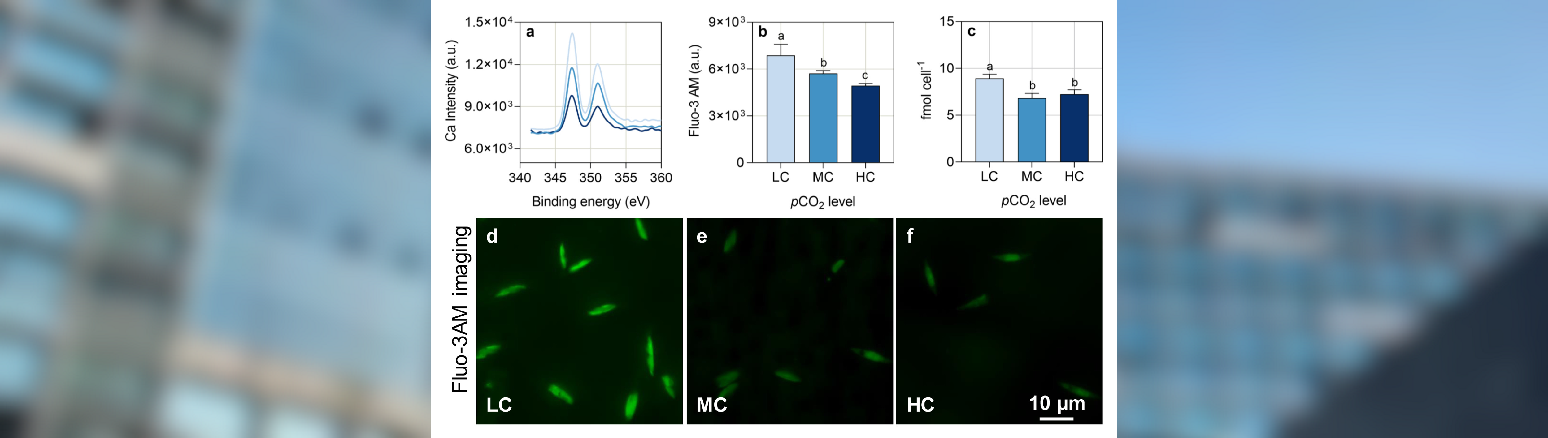 Institute for Advanced Study,Shenzhen University.